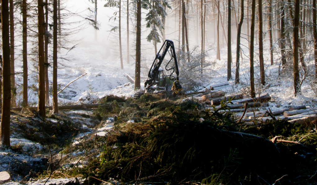 Working in the Woods: Safety in Winter Conditions – Canadian Woodlands ...